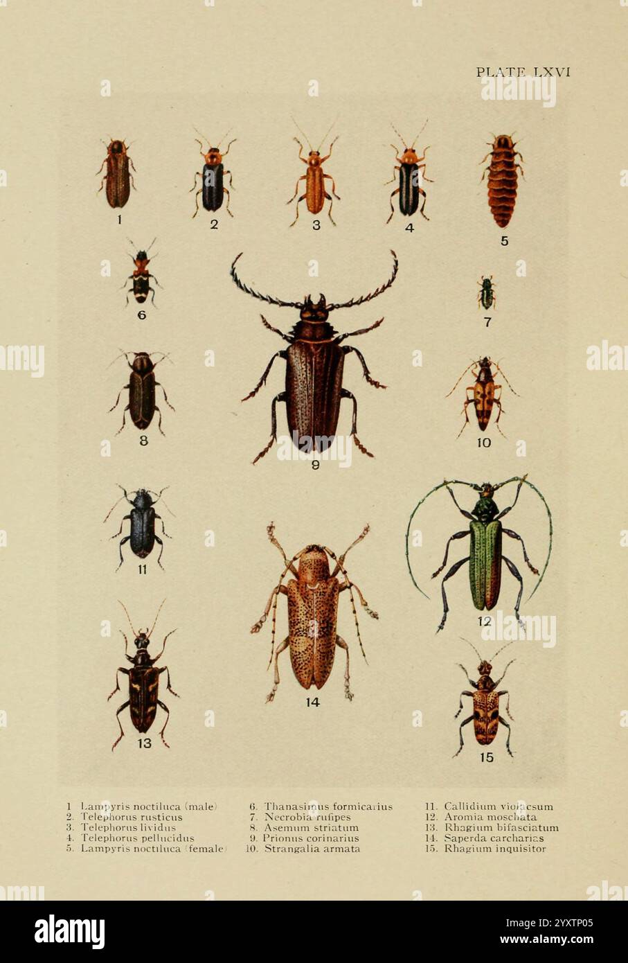 Insect life London A. & C. Black, ltd. 1921 Arthropoda Entomology ...