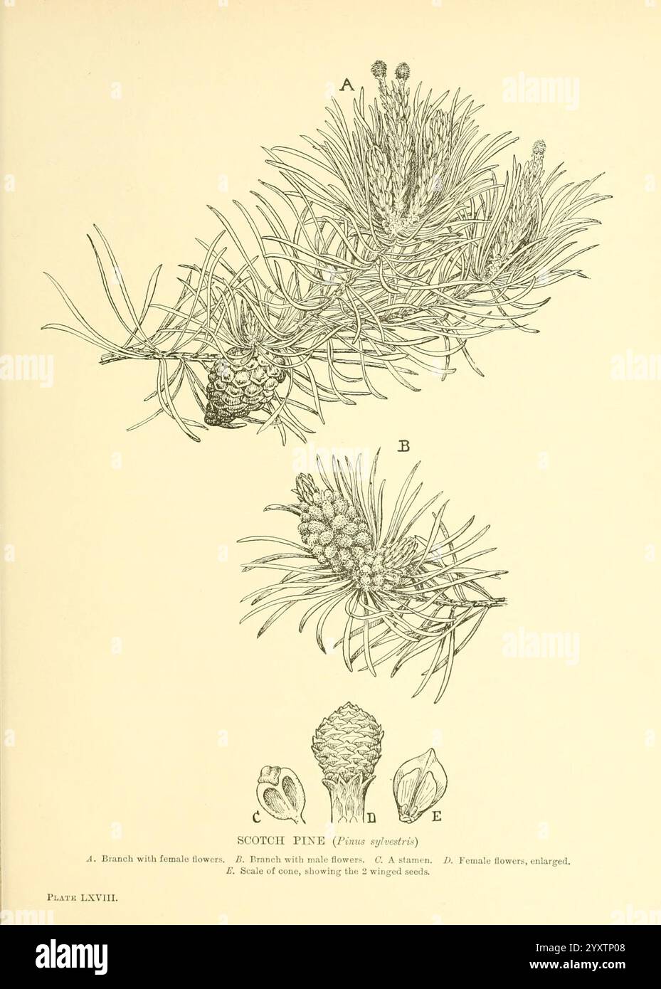 Trees and shrubs of the British Isles, London, Dent, 1909, botany ...