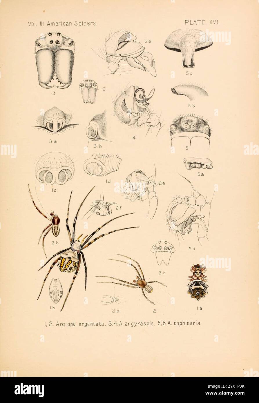 American, spiders, and, their, spinning, work. V.3, Academy, of ...