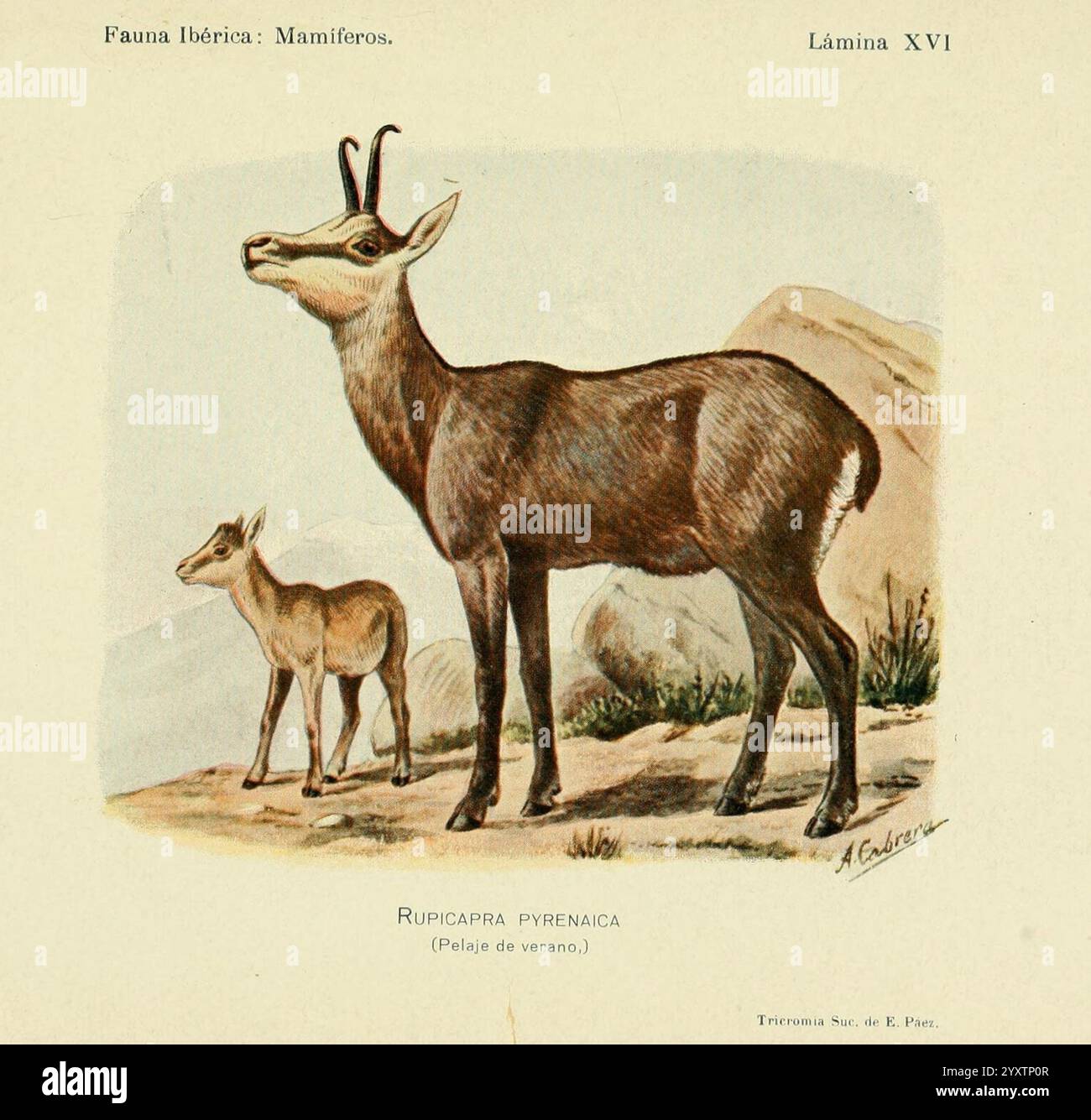 Graceful posture showcases hi-res stock photography and images - Alamy