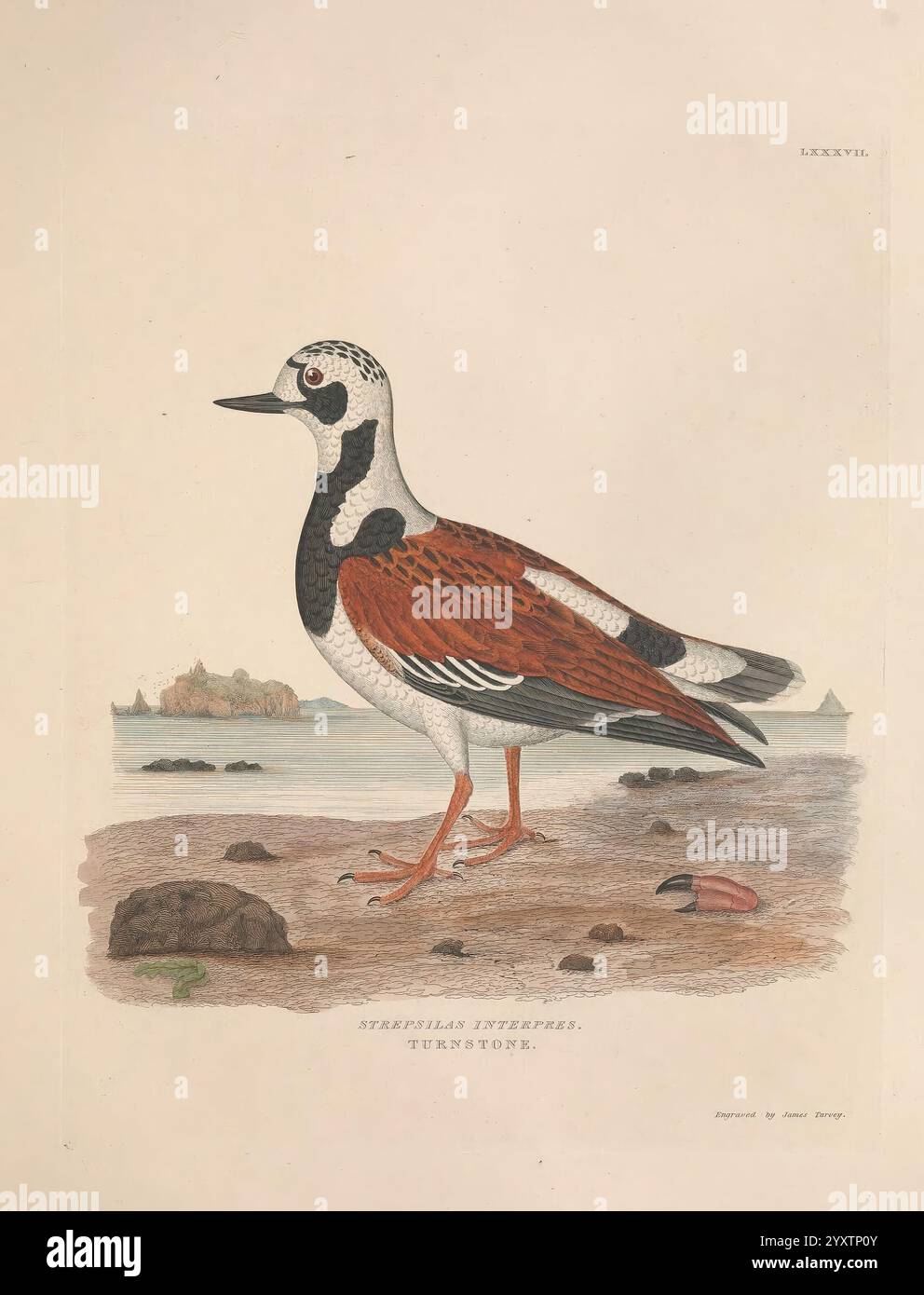 Illustrations, of, the, American, ornithology, of, Alexander, Wilson ...