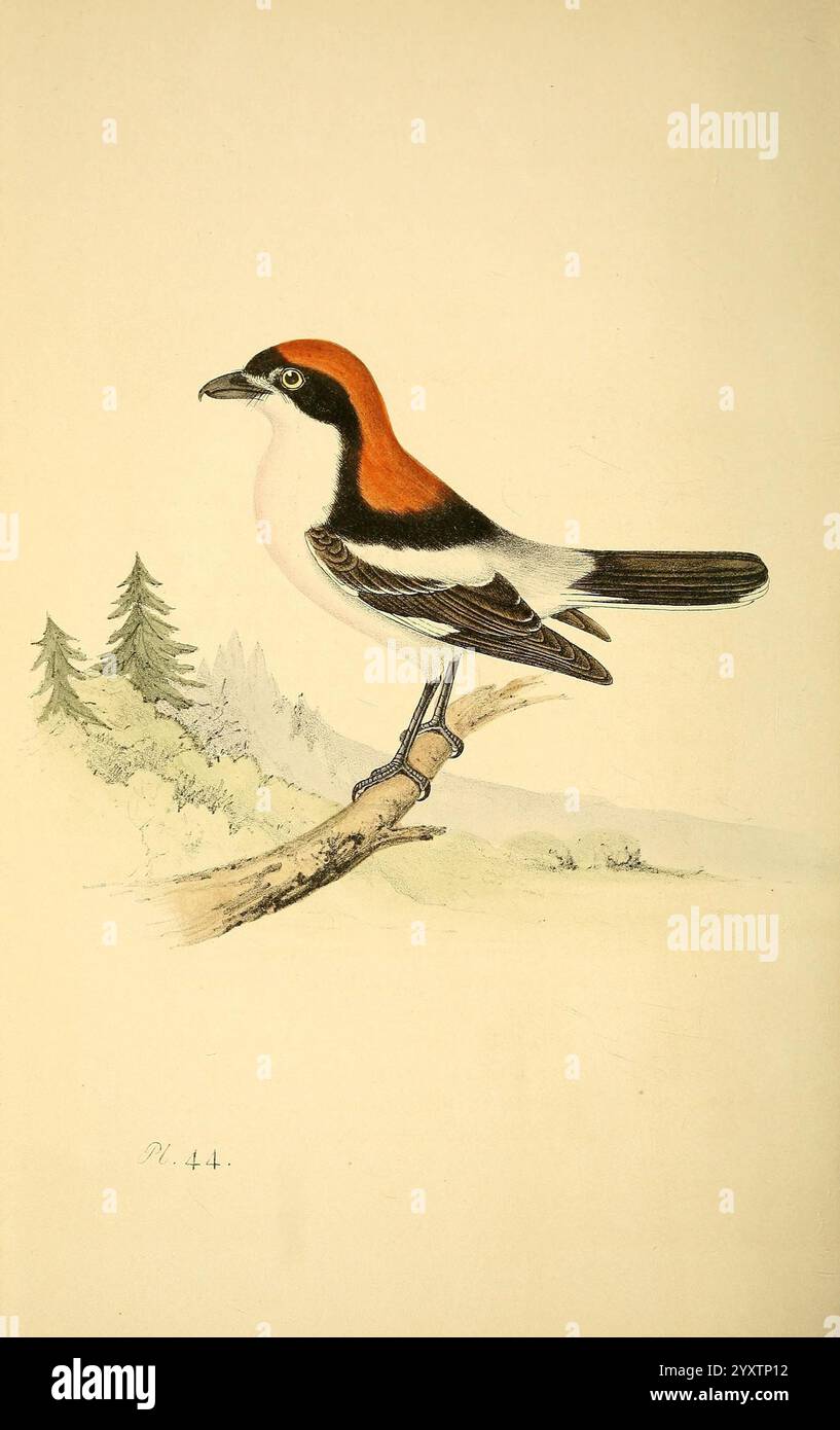 Coloured, illustrations, of, British, birds, and, their, eggs, London ...