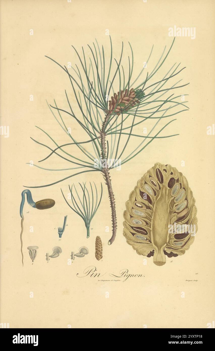 Pomologie française, Paris, Langlois et Leclercq, 1846, arbres ...