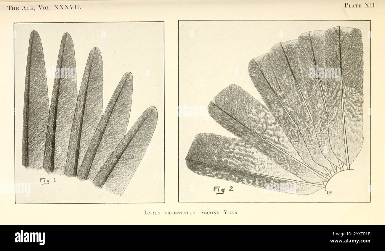 Annotation labels reference specific features hi-res stock photography ...