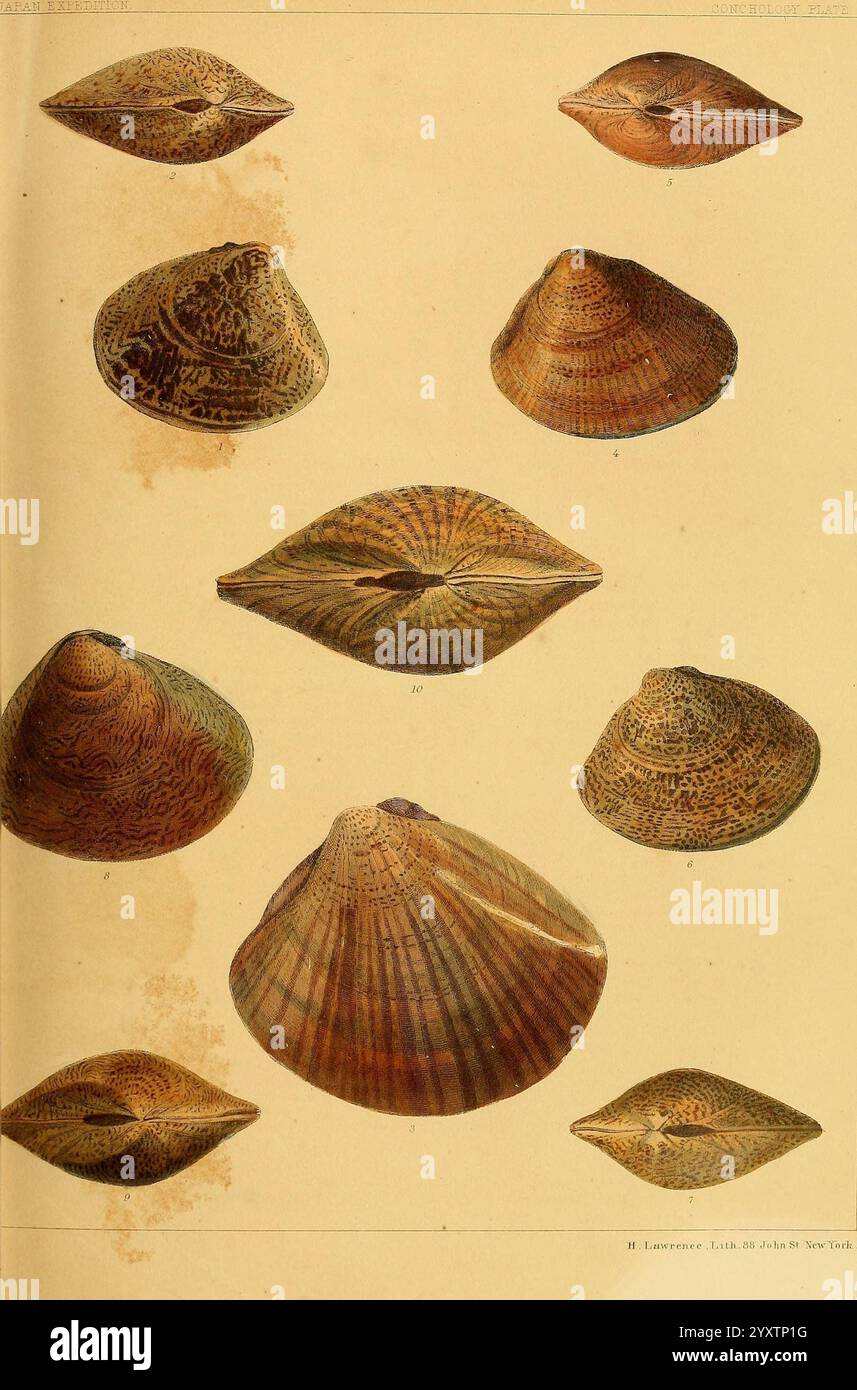 1852 1854 shells hi-res stock photography and images - Alamy