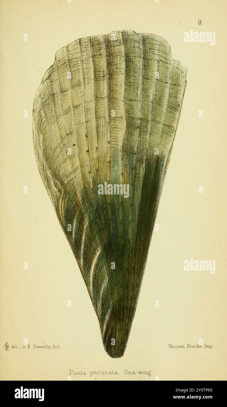 Atrina hi-res stock photography and images - Alamy