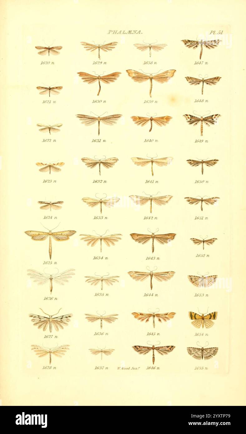 Index entomologicus, London, William Wood, 1839, butterflies ...