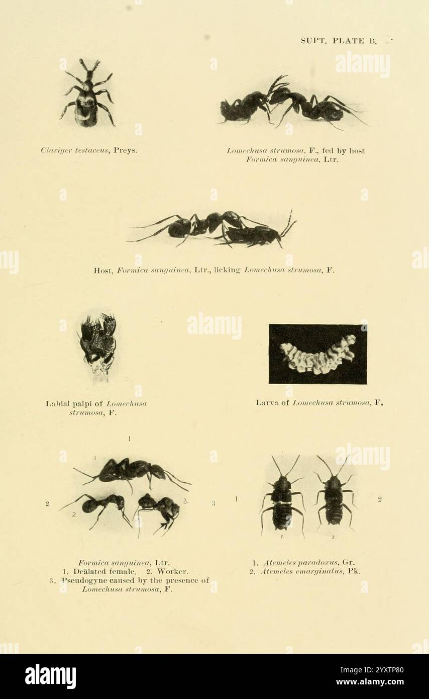Lomechusa emarginata hi-res stock photography and images - Alamy