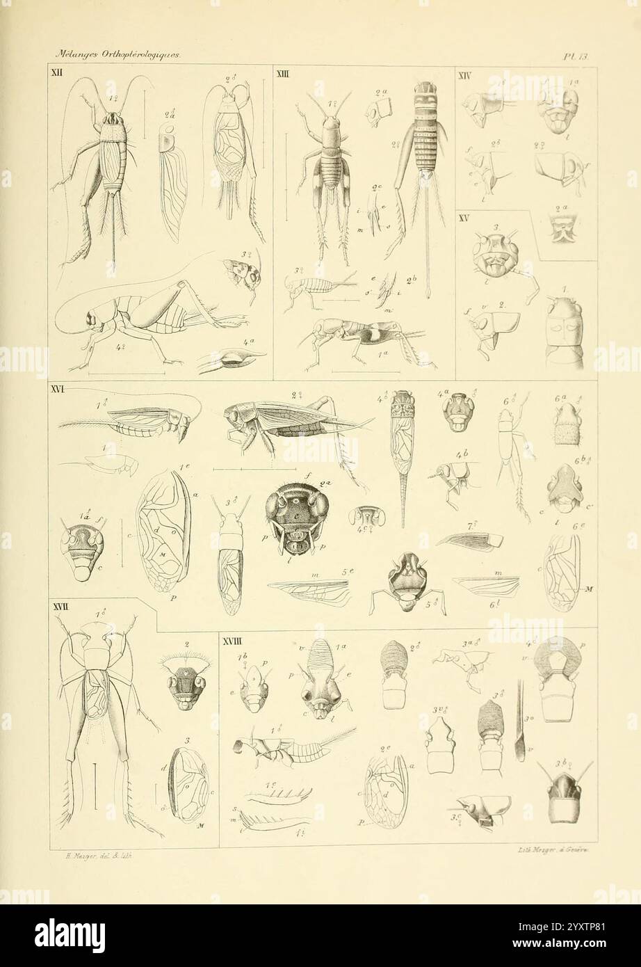 Mélanges orthoptérologiques, Geneva H. Georg, 1877 Orthoptera, The ...