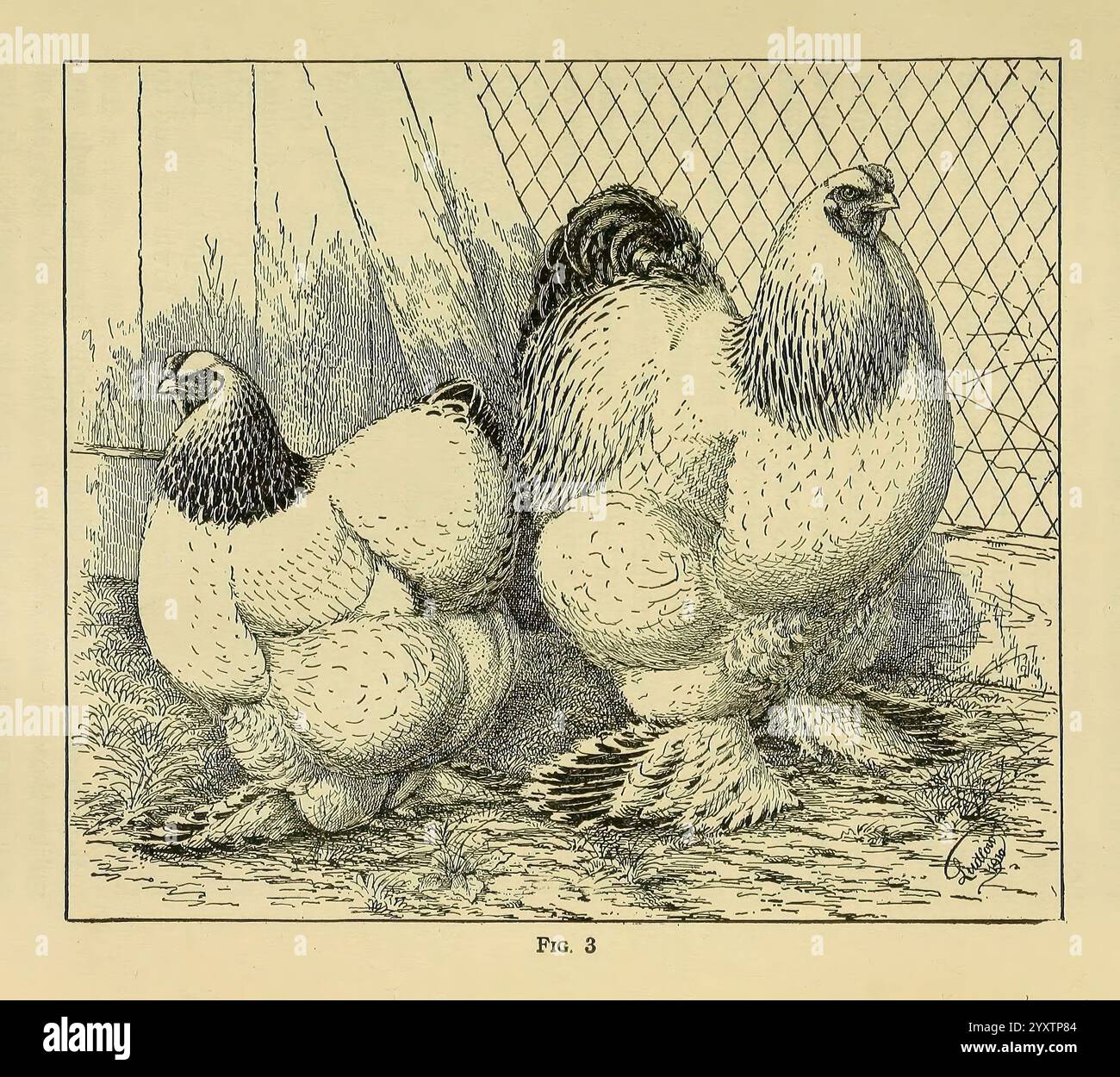 Illustration features two chickens hi-res stock photography and images ...