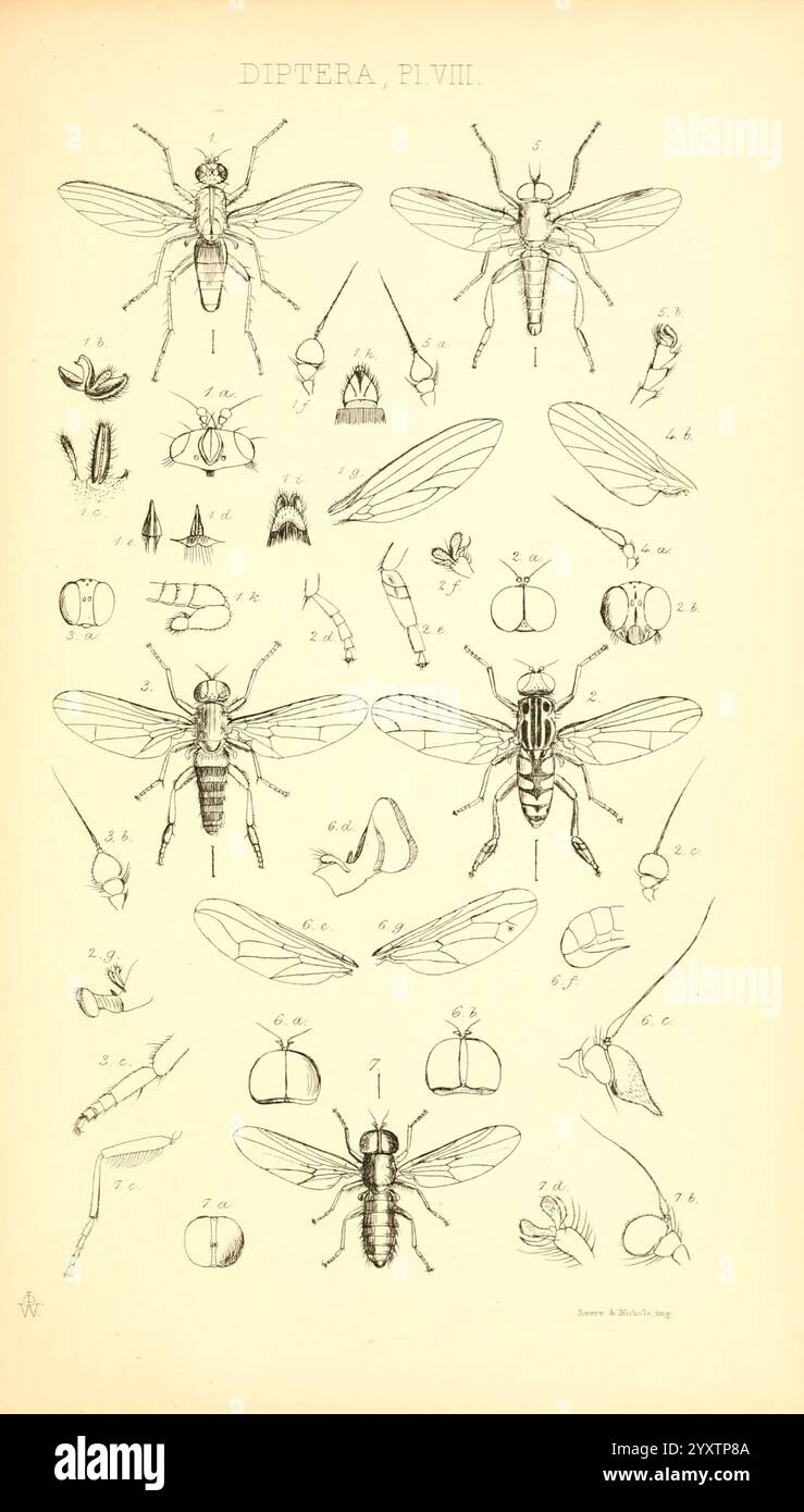 Insecta Britanica, Diptera London, Reeve and Benham, 1851-1856, Great ...