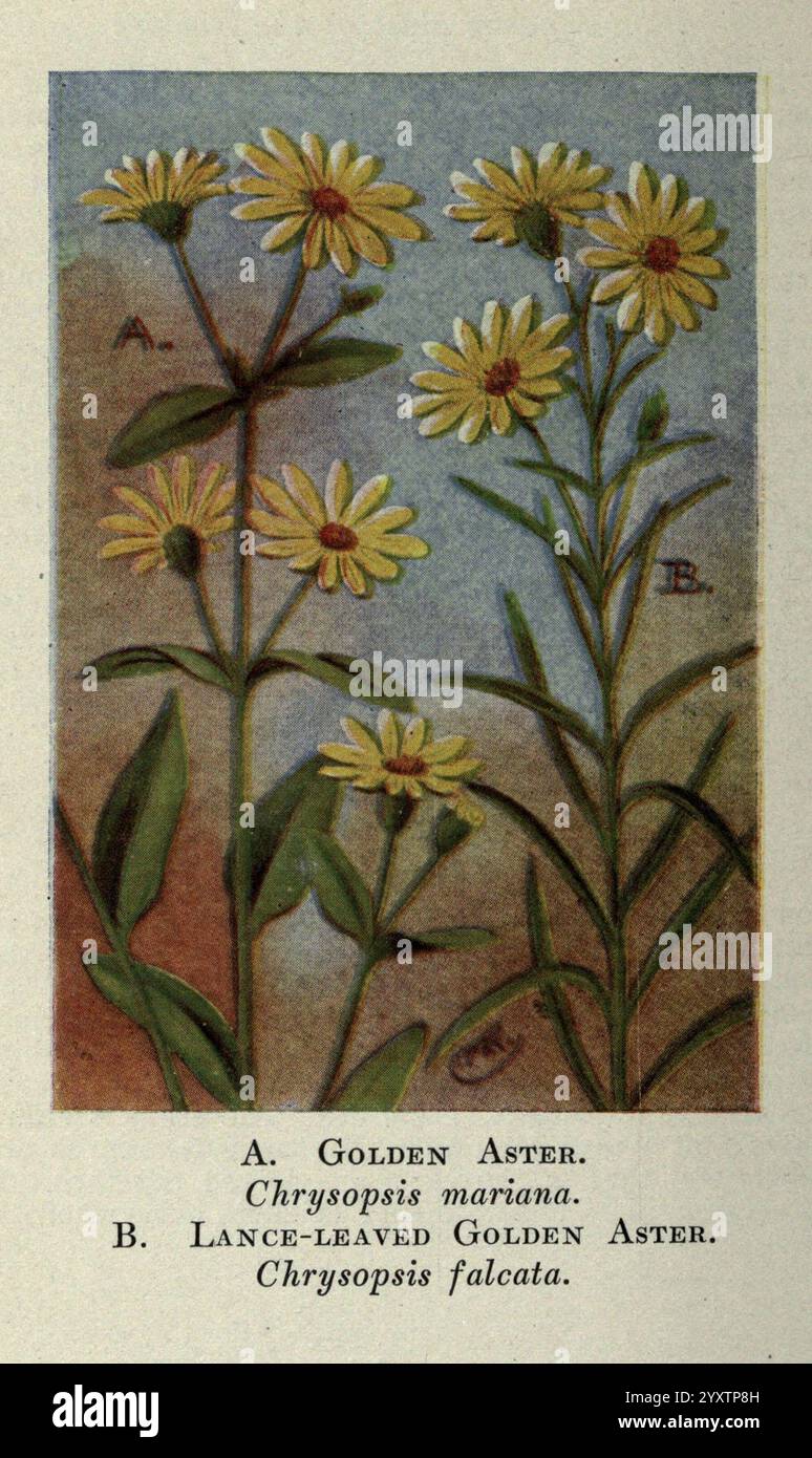 Lance leaved golden aster hi-res stock photography and images - Alamy