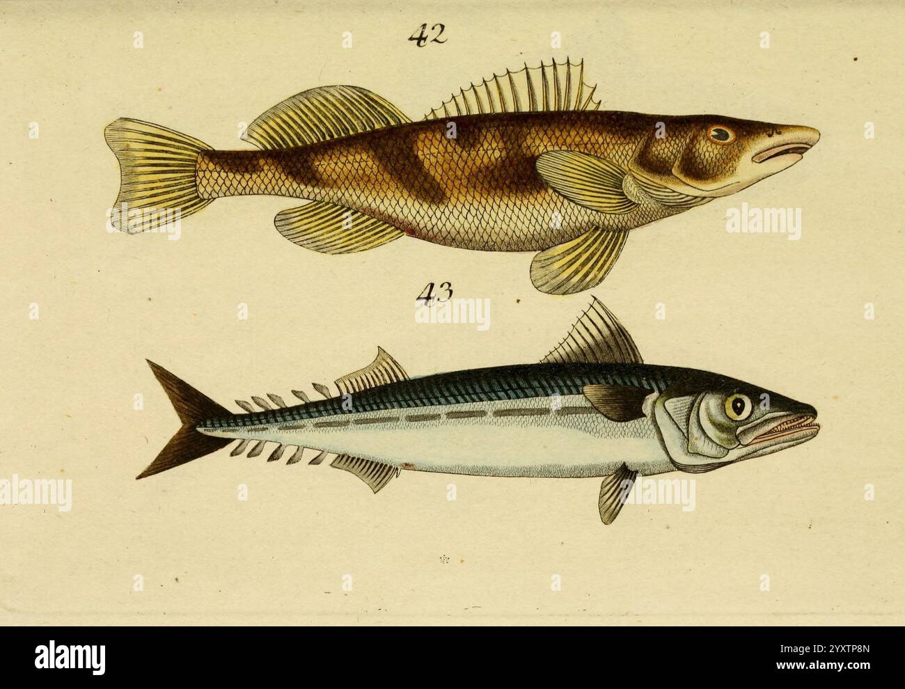 Illustration showcases two distinct fish species hi-res stock ...
