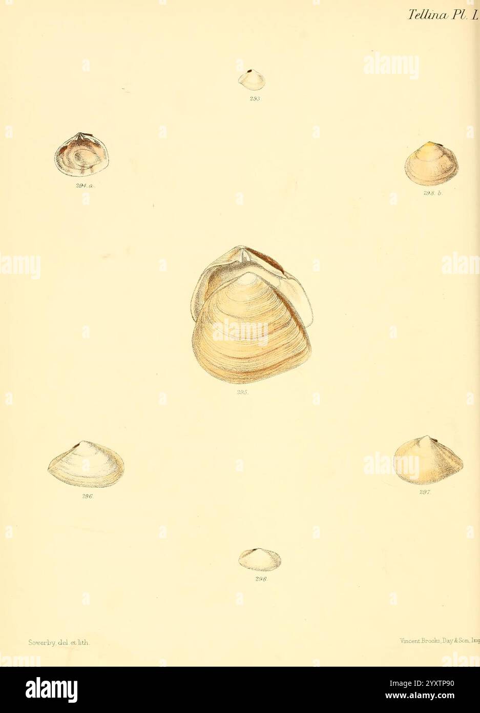 Conchologia Iconica, or Illustrations of the Shells of Molluscous ...