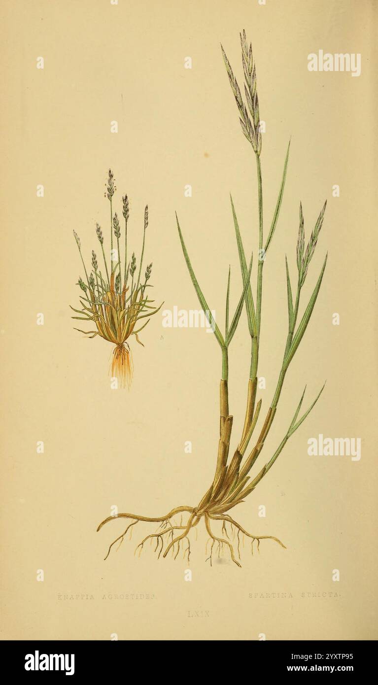 A natural history of British grasses London, Groombridge, 1858 Great ...