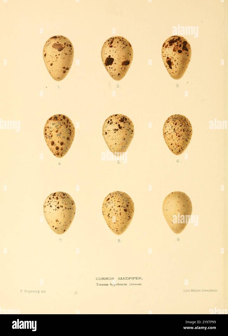 Eggs of British birds, London, R.H. Porter, 1895-96, Great Britain ...
