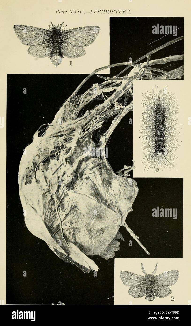 Australian insects Sydney W. Brooks 1907 male female Australia insects ...