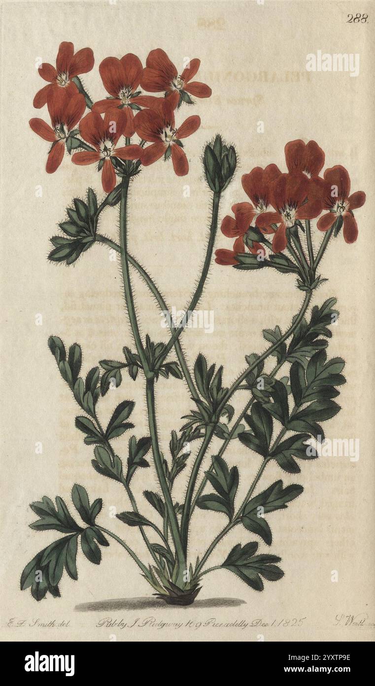 Geraniaceae, London, Printed for James Ridgway, Piccadilly, 1820-1830 ...