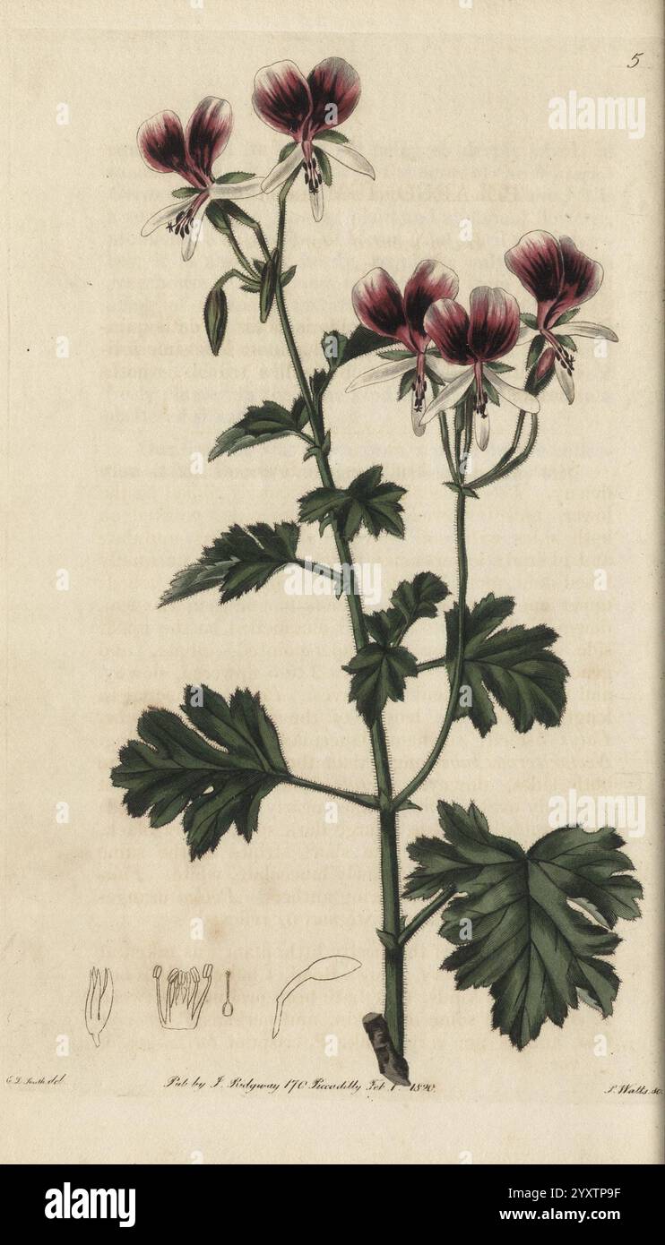Geraniaceae, London, Printed for James Ridgway, Piccadilly, 1820-1830 ...