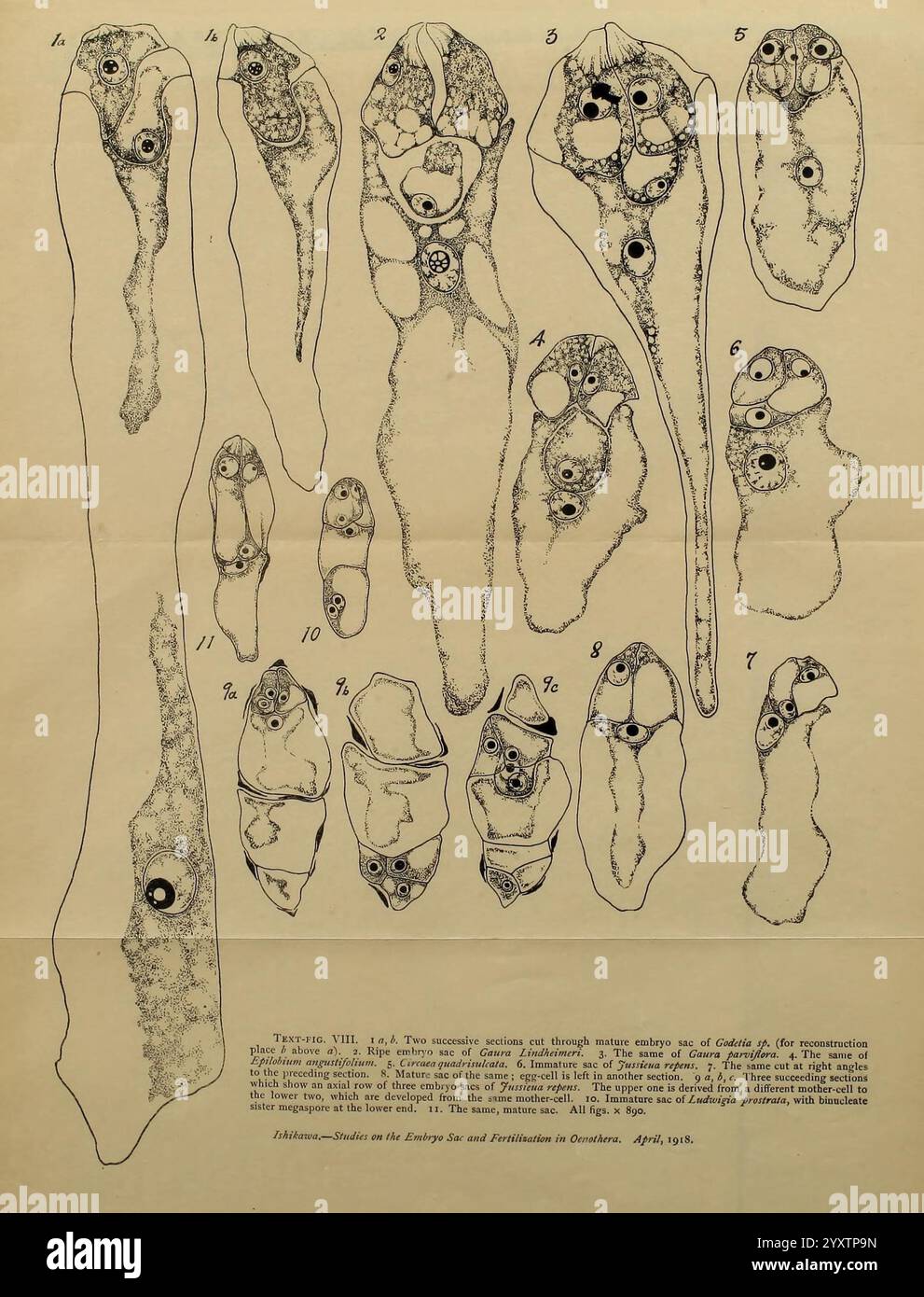 Annals of Botany, London, botany, periodicals, plants, This ...