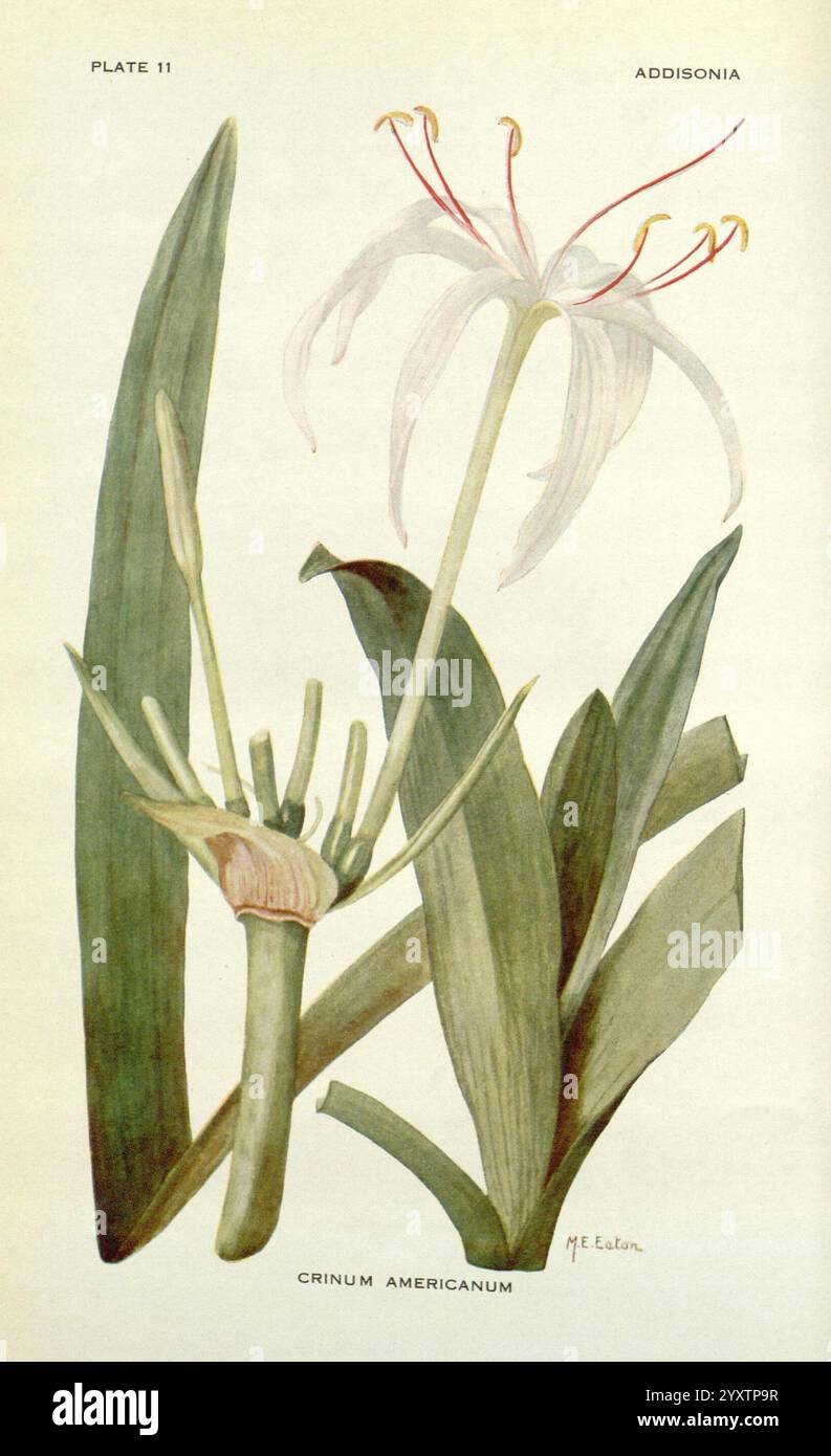 Revealing slender stamens hi-res stock photography and images - Alamy