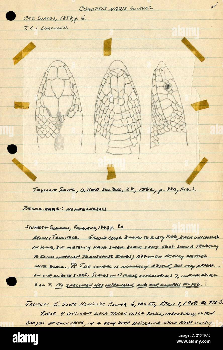 Particular fish species hi-res stock photography and images - Alamy