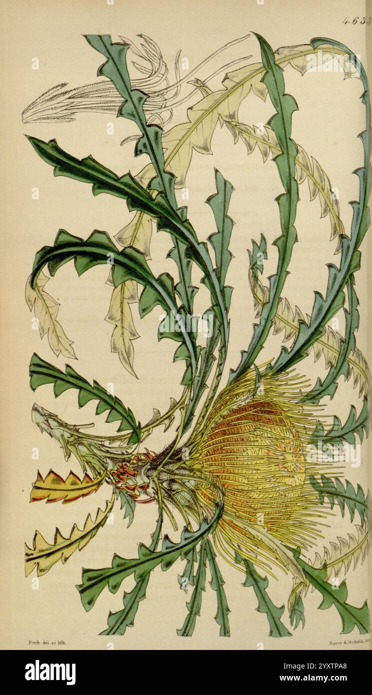 Curtis's Botanical Magazine London, New York Botanical Illustration ...