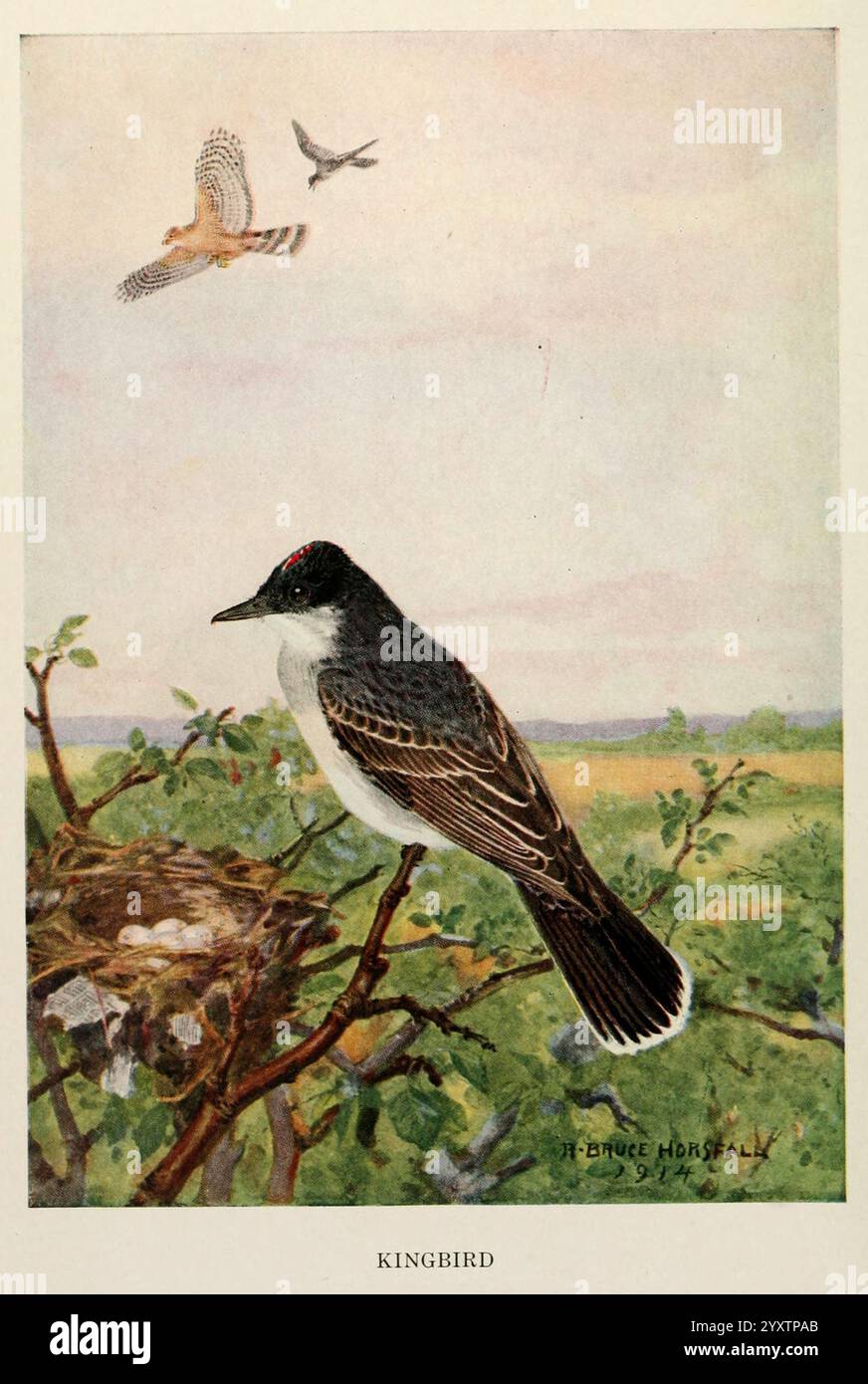 Kingbird hints hi-res stock photography and images - Alamy