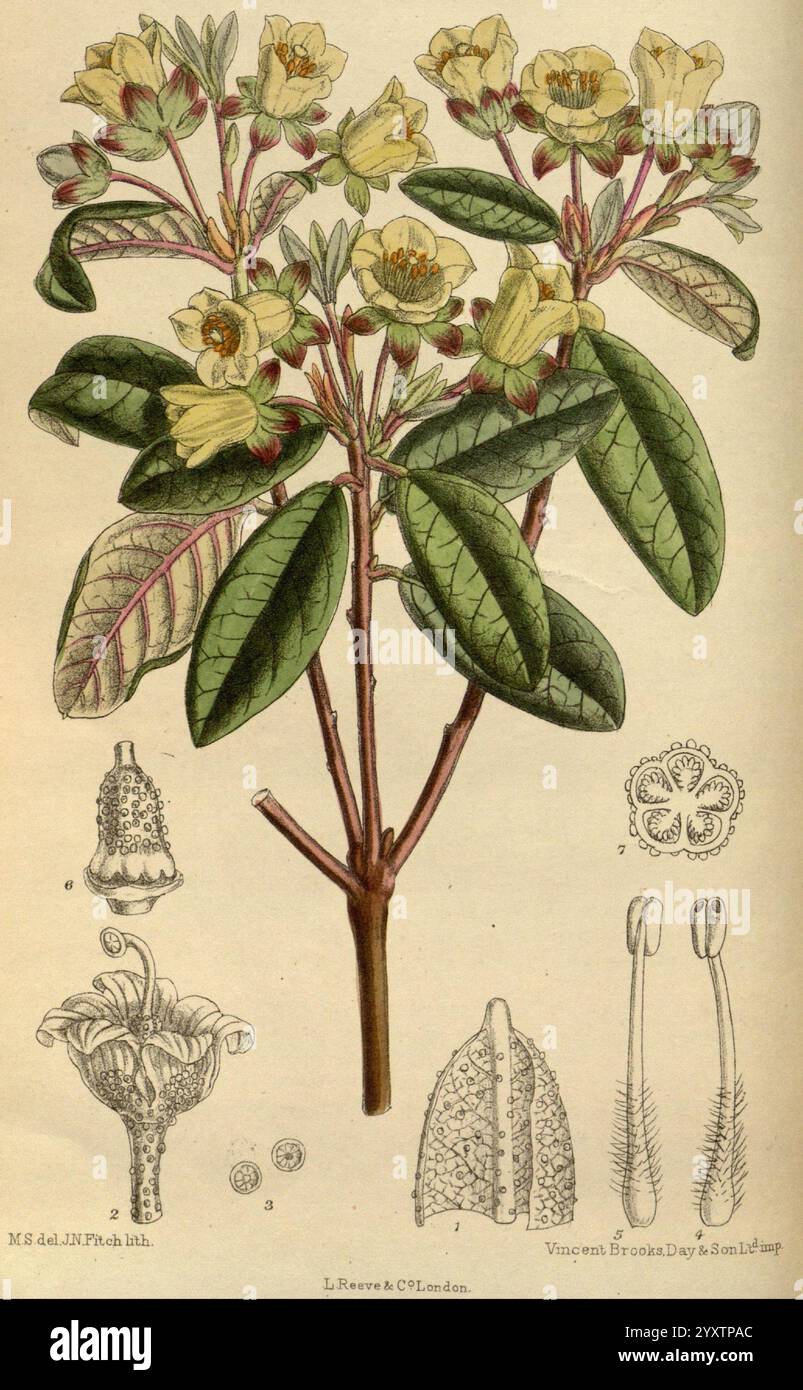 Curtis's botanical magazine London, New York etc. botanical ...