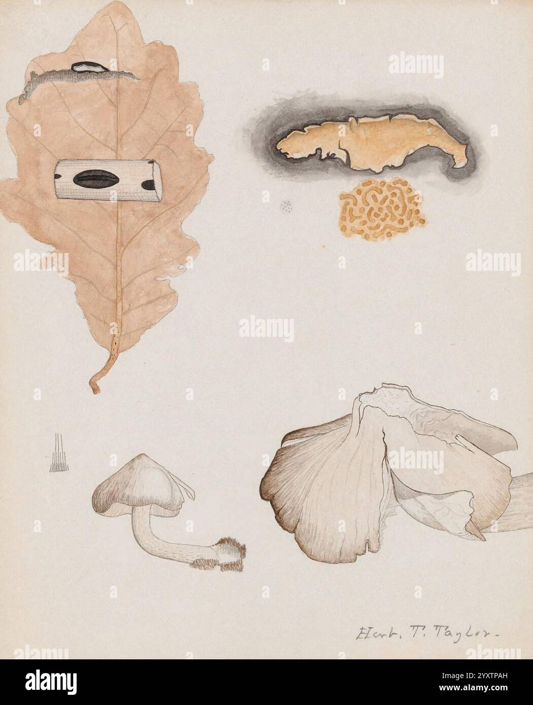 Delicate leaf displays hi-res stock photography and images - Alamy