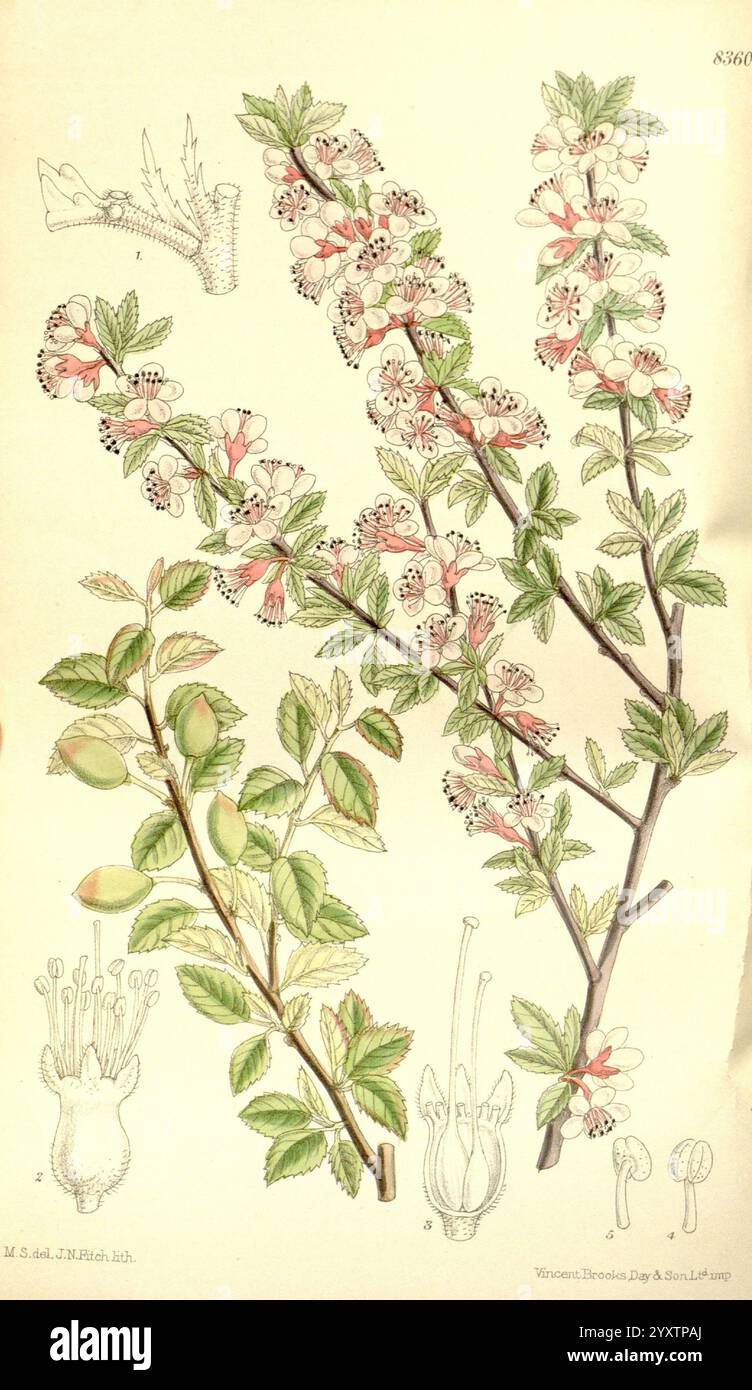 Curtis's botanical magazine, London, New York, botanical illustration ...