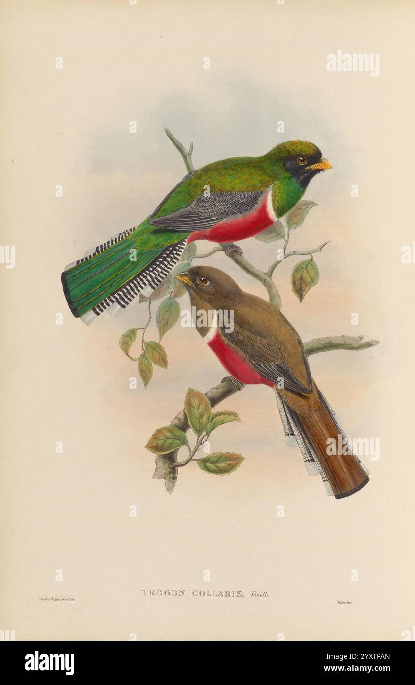 Species trogon collaris hi-res stock photography and images - Alamy