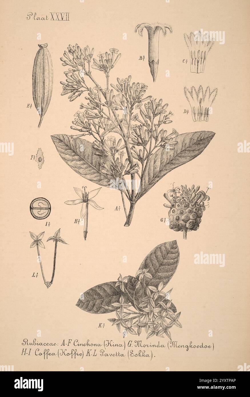 Coffee plants morphology hi-res stock photography and images - Alamy