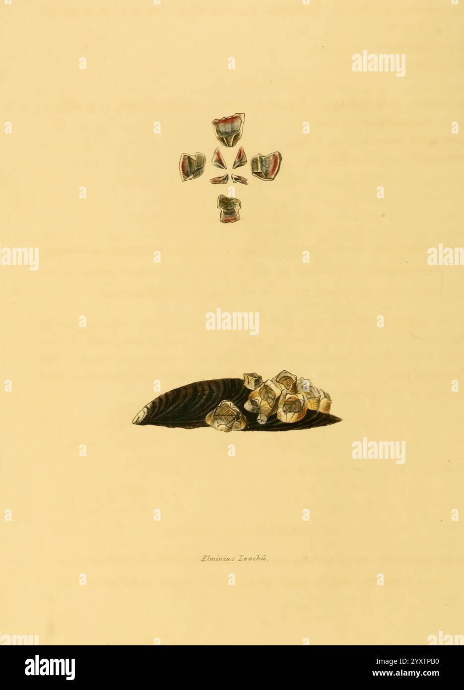 Marine specimens attributed hi-res stock photography and images - Alamy