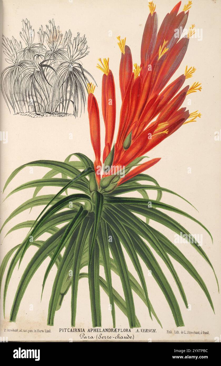 Pitcairnia aphylandriflora hi-res stock photography and images - Alamy