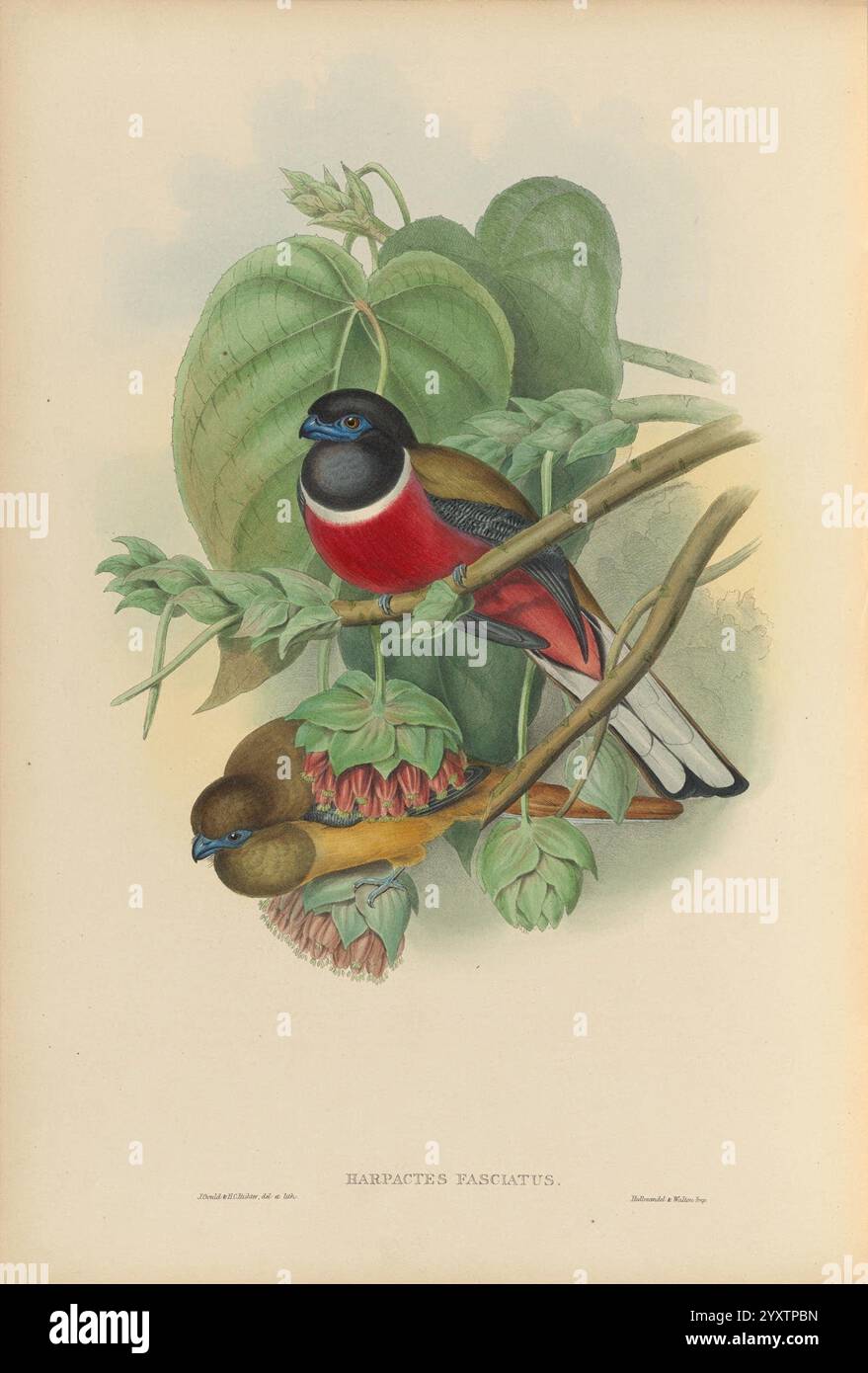 Upper bird boasts hi-res stock photography and images - Alamy