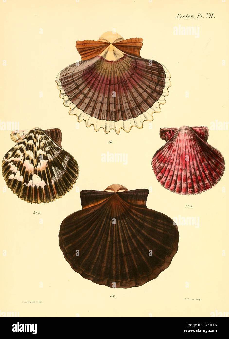 Rich burgundies hi-res stock photography and images - Alamy