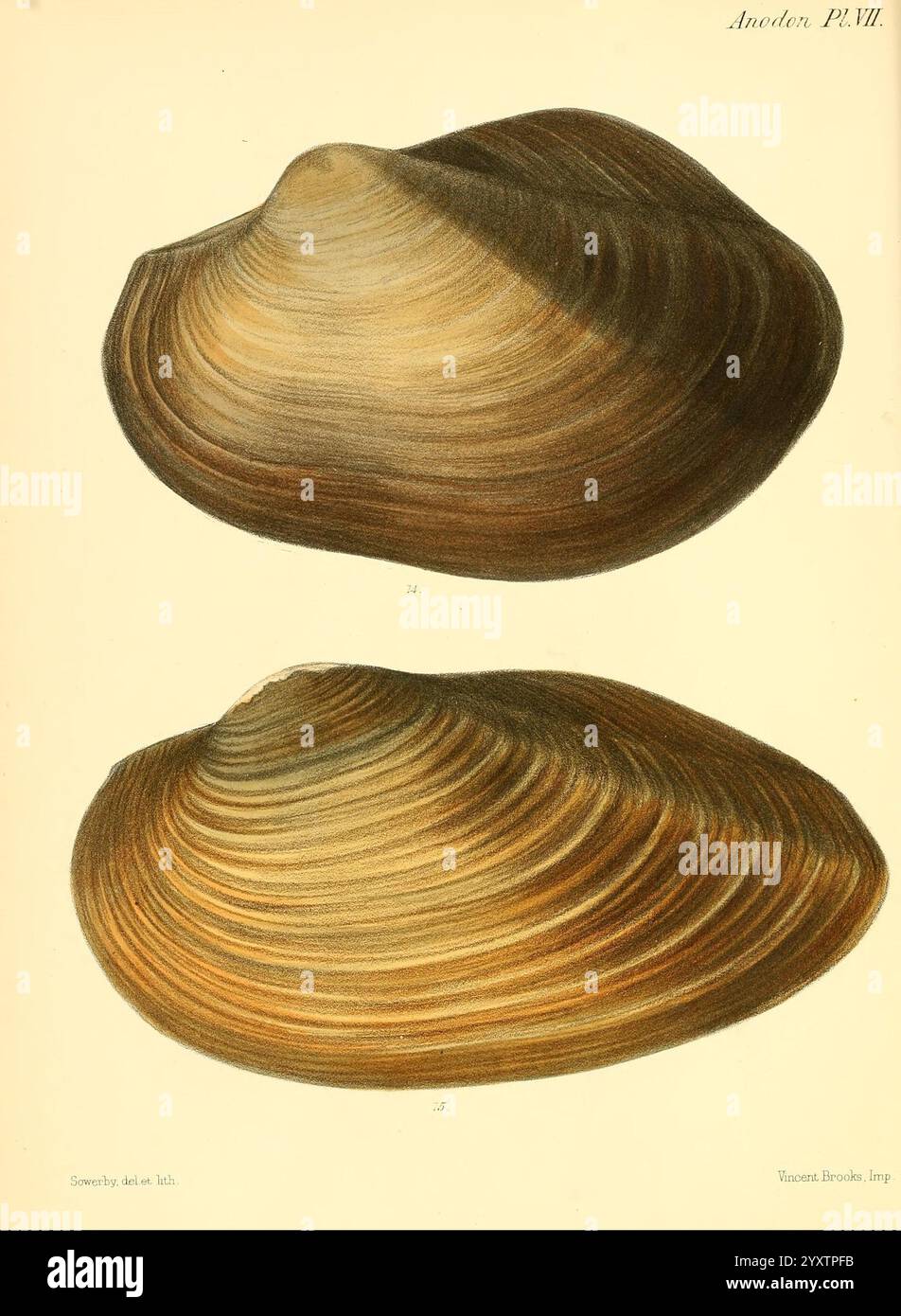 Conchologia iconica, or Illustrations of the shells of molluscous ...