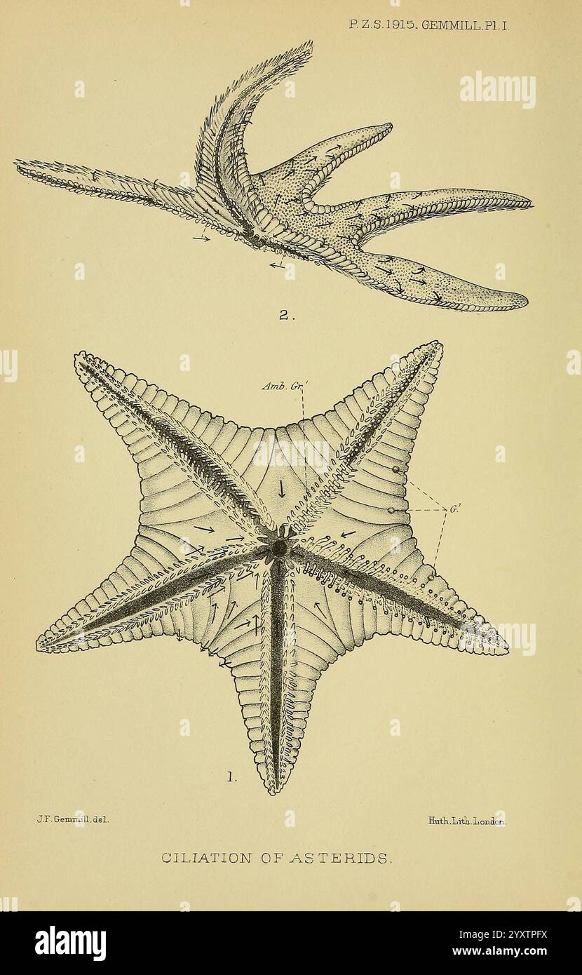 Illustration features two detailed renderings hi-res stock photography ...