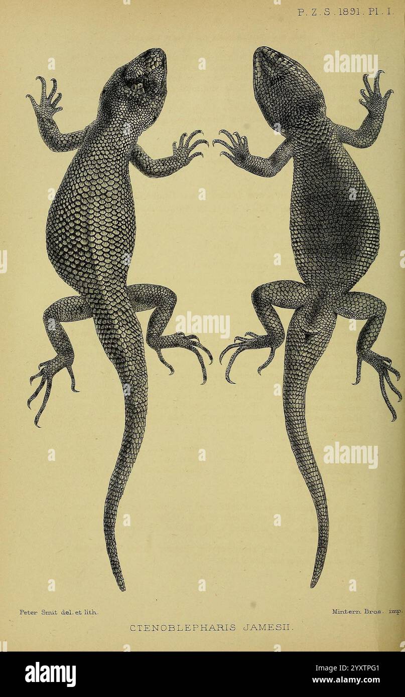 Lizards physical characteristics hi-res stock photography and images ...