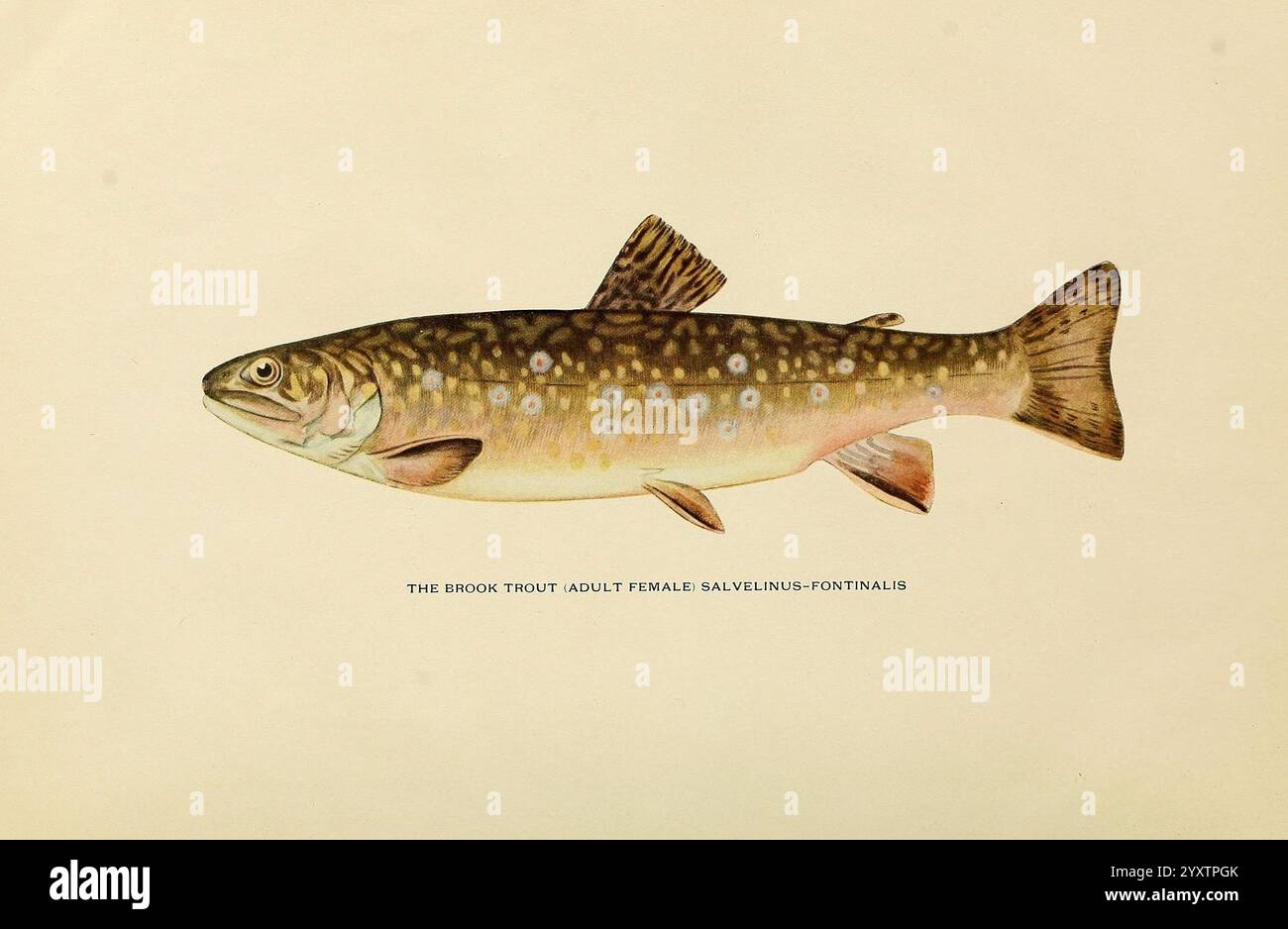 Coloration transitions hi-res stock photography and images - Alamy