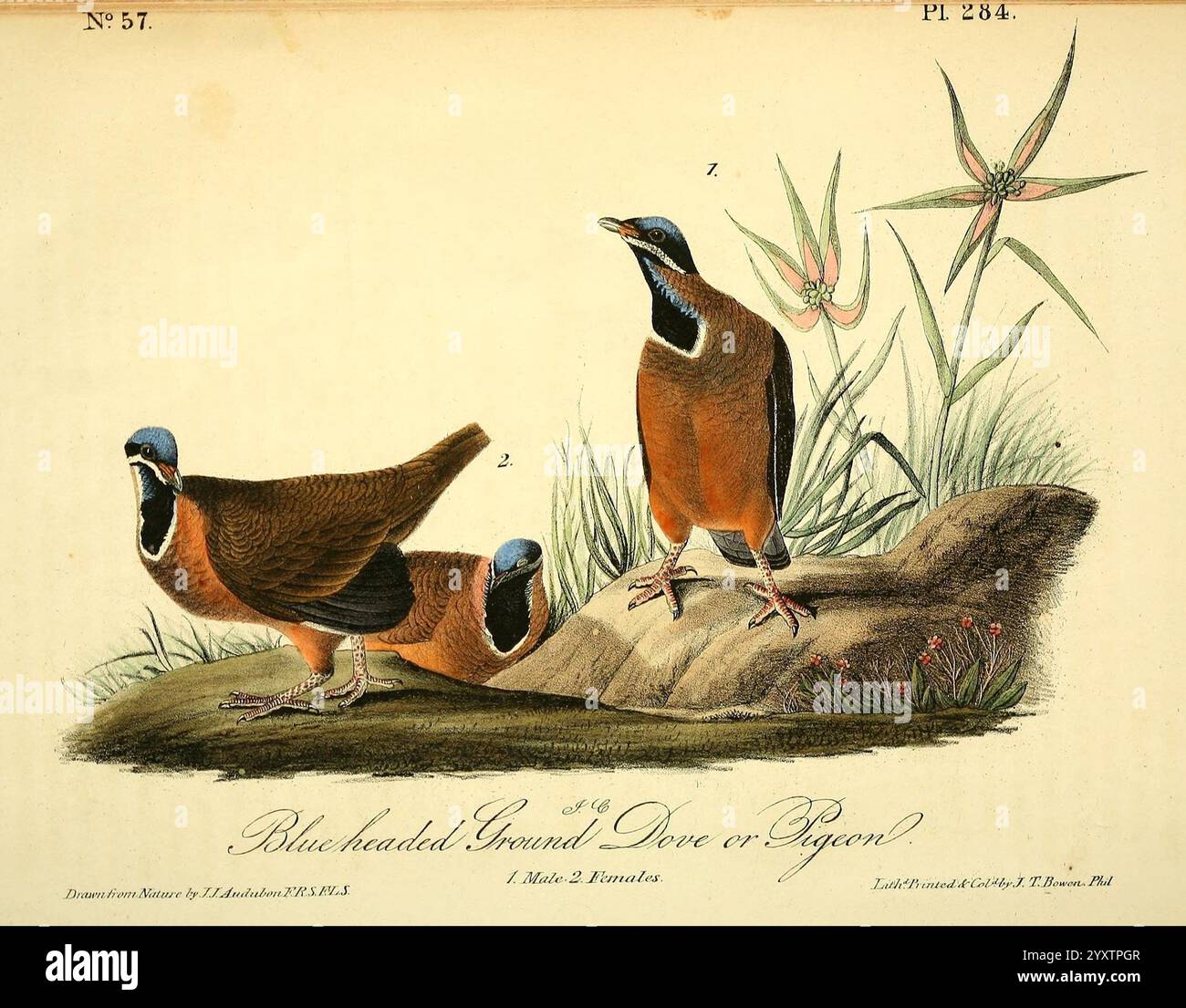 Rich brown bodies hi-res stock photography and images - Alamy