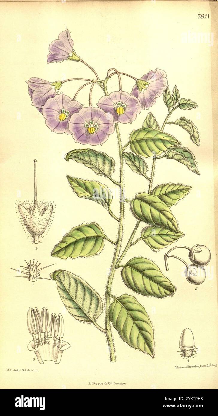 Curtis's Botanical Magazine, London, New York, Botany, Periodicals ...