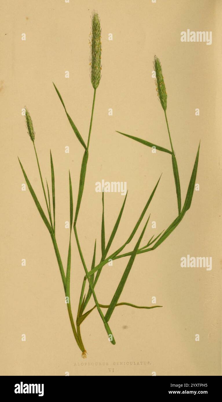 Tufted appearance hi-res stock photography and images - Alamy