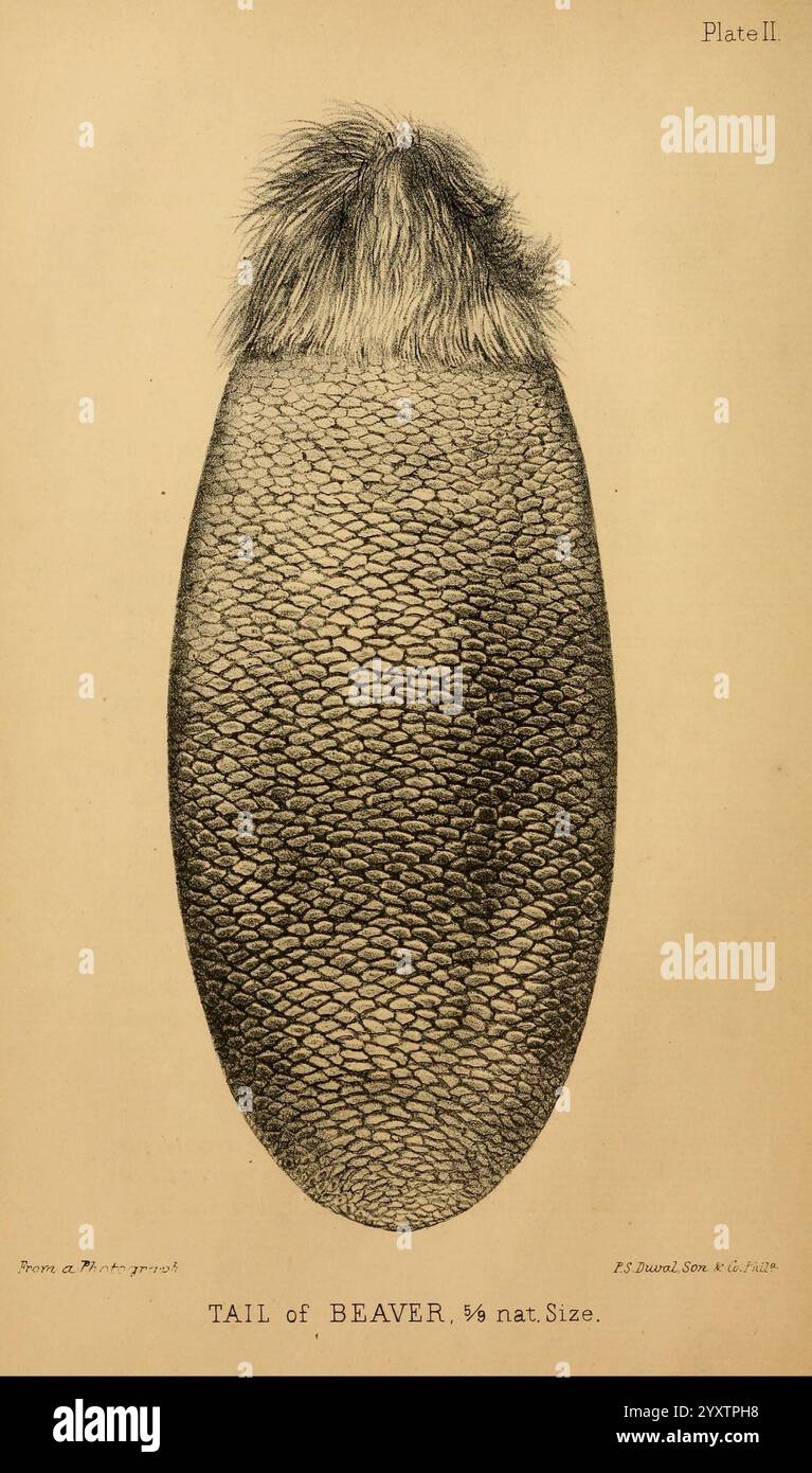 Beavers adaptations hi-res stock photography and images - Alamy