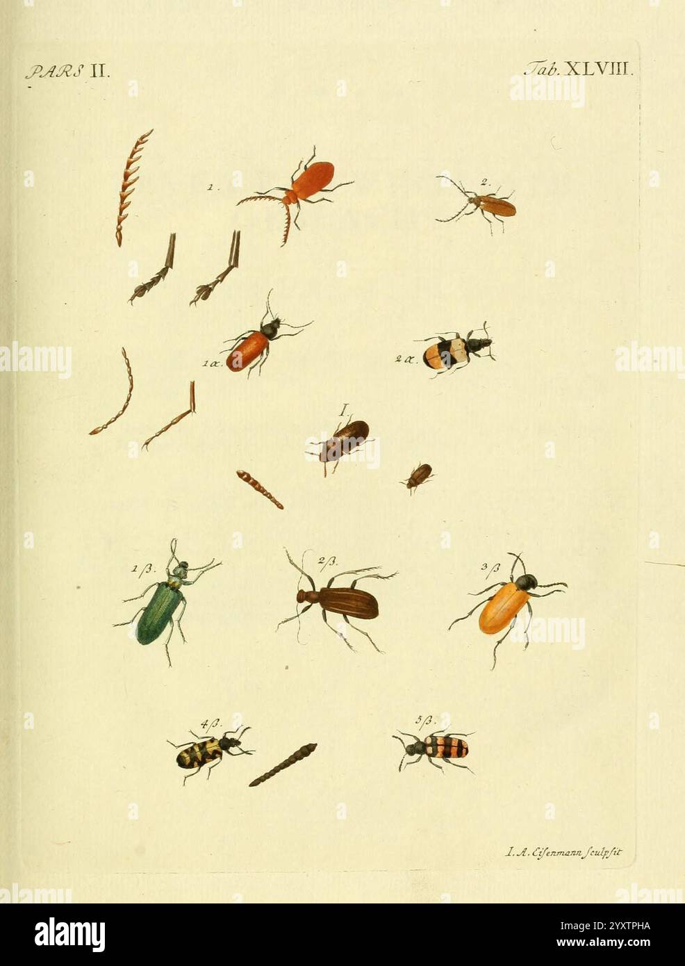 J.E. Voet, M. Doct, Catalogus Systematicus Coleopterorum = . À La Haye ...