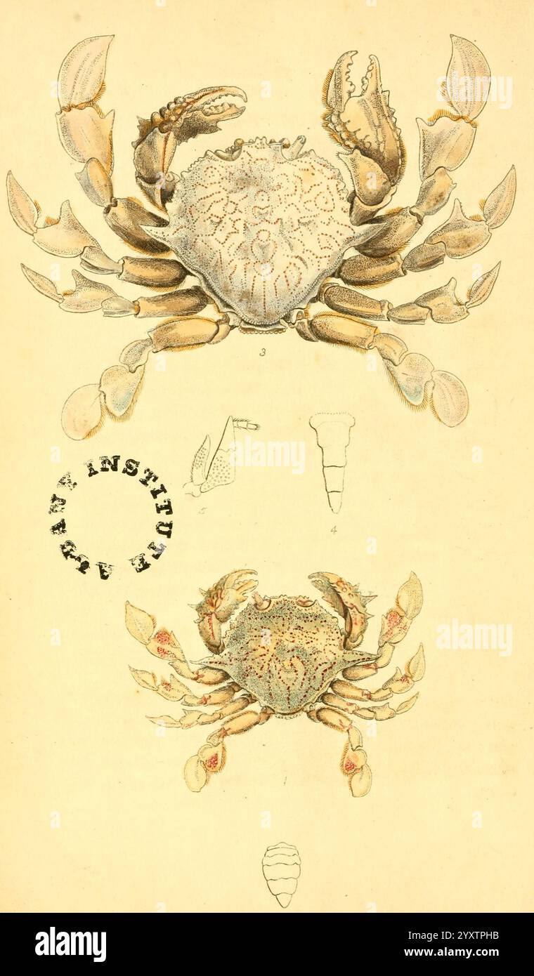 Crabs anatomy hi-res stock photography and images - Alamy