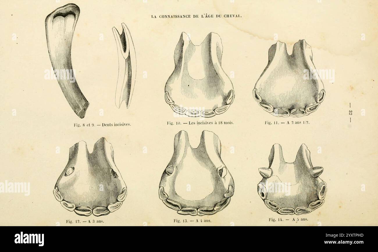Understanding horse anatomy hi-res stock photography and images - Alamy