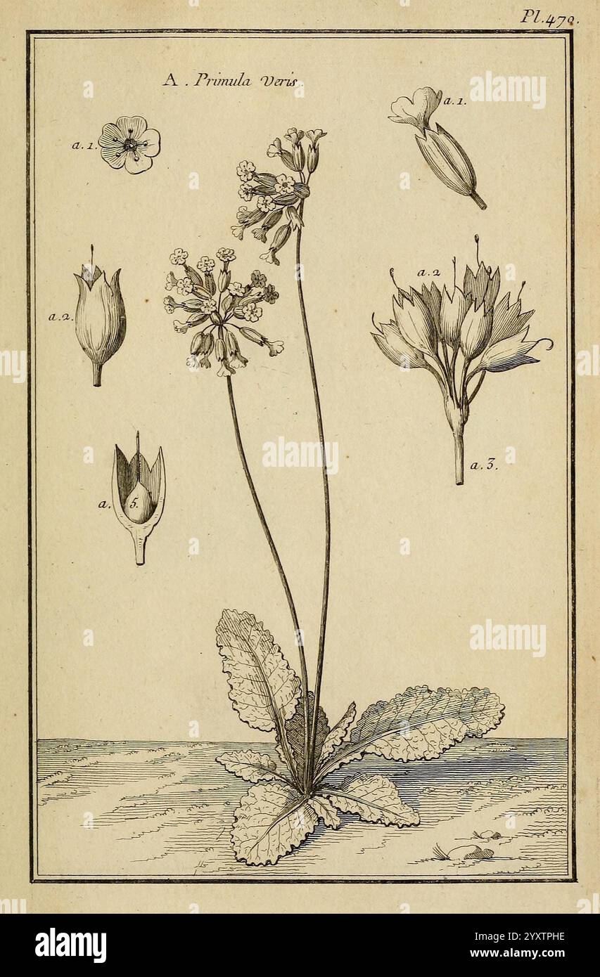 Central section reveals slender hi-res stock photography and images - Alamy