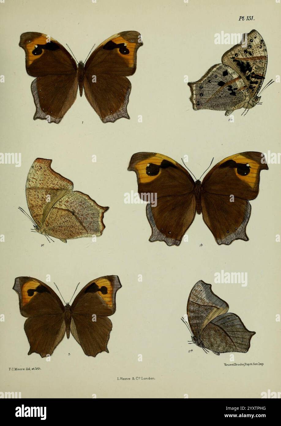 Lepidoptera indica, London, 1890-1913, India, Lepidoptera, Frederic C ...